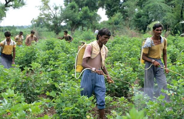 Bumbac organic: ce mai e si asta? | Natural Care Shop